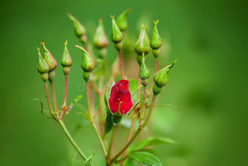 Red rose bud stock photo. Image of drop, bloom, flowers - 31318244