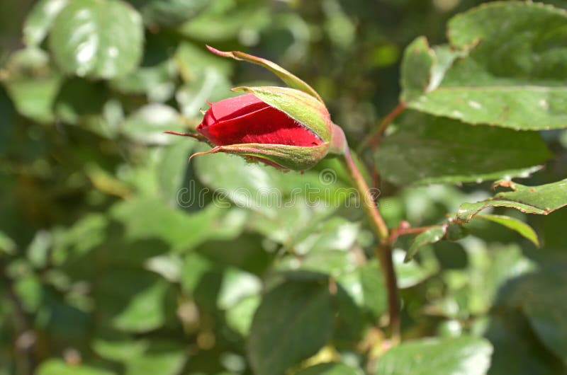 Red Rose Bud and Small Insects on it Stock Photo - Image of fragrant ...