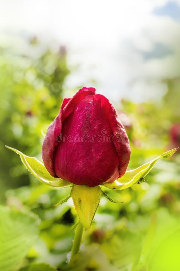 Red Rose Bud on Stalk on Blurred Background Stock Image - Image of ...