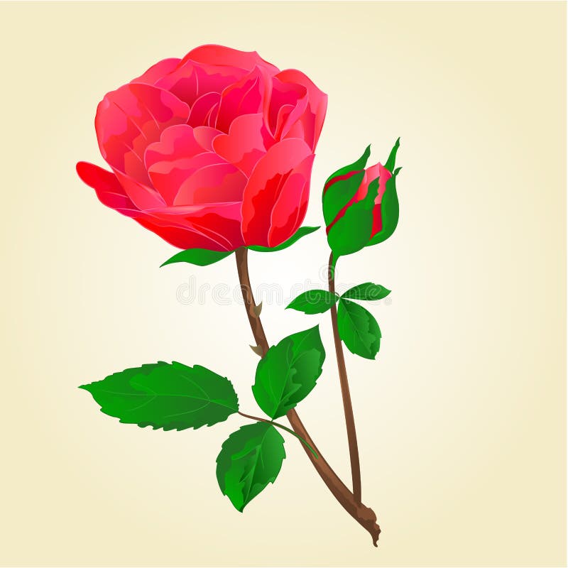 Red rose with bud vector stock vector. Illustration of leaf - 68449391