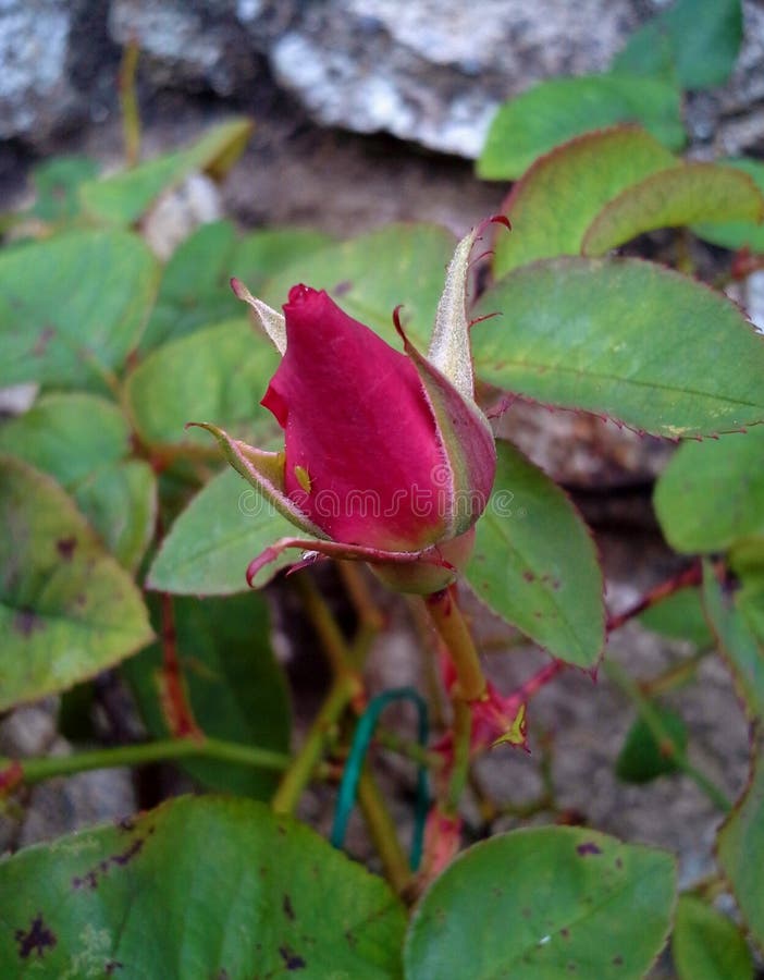 Red Rose Bud stock photo. Image of rose, garden, nature - 87665882