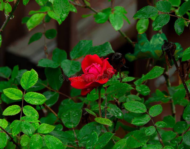 Red Rose Budding after Rain Stock Photo - Image of drops, rain: 185952604