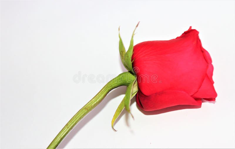 Red Rose Bud on White Background Stock Image - Image of view, beauty ...