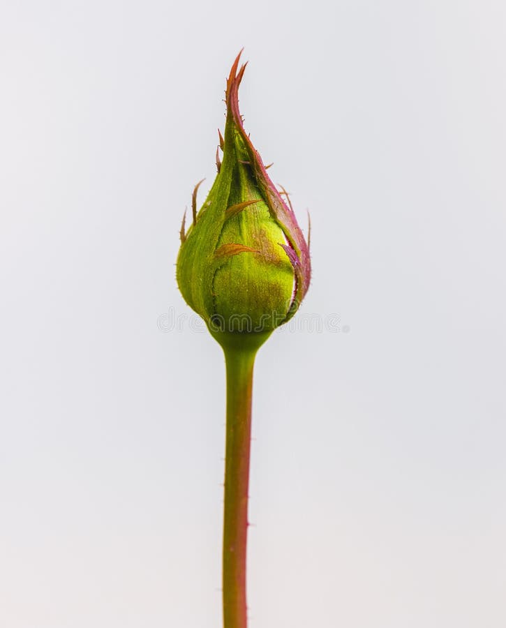 Red Rose Bud on White Background Stock Photo - Image of rose ...