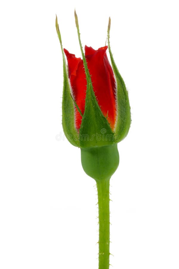 Red Rose Bud on White Background Stock Photo - Image of gift, love ...