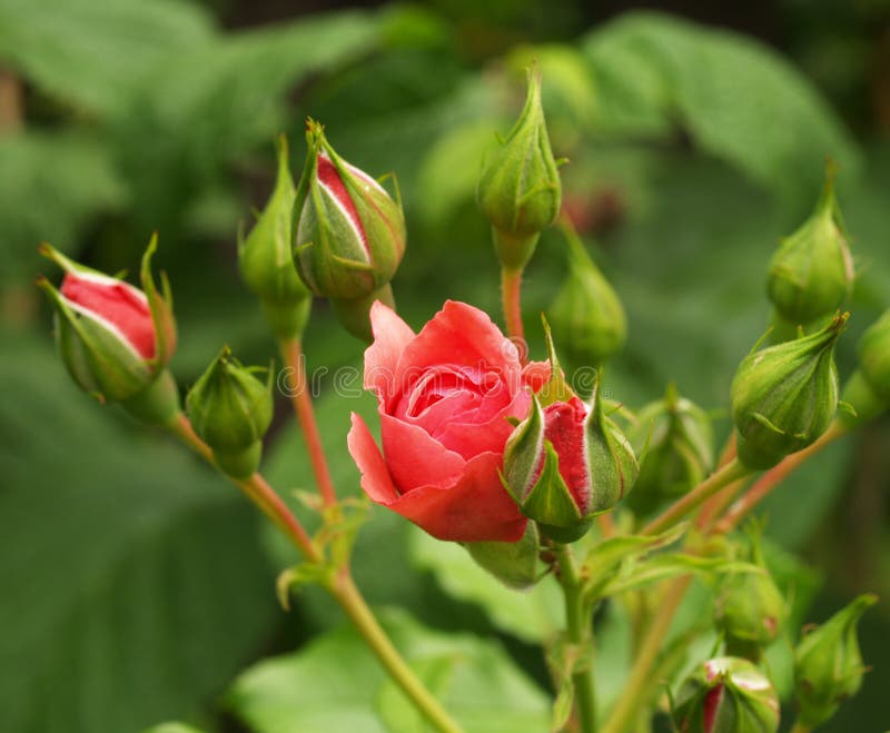 Red rose buds stock photo. Image of detail, macro, plant - 11460038