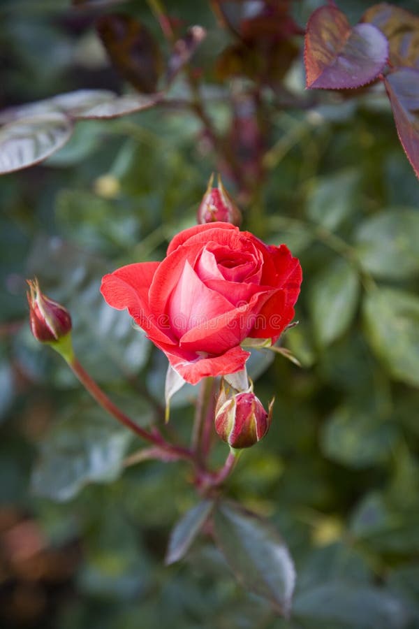 Red rose and buds stock photo. Image of flowering, growth - 2962504