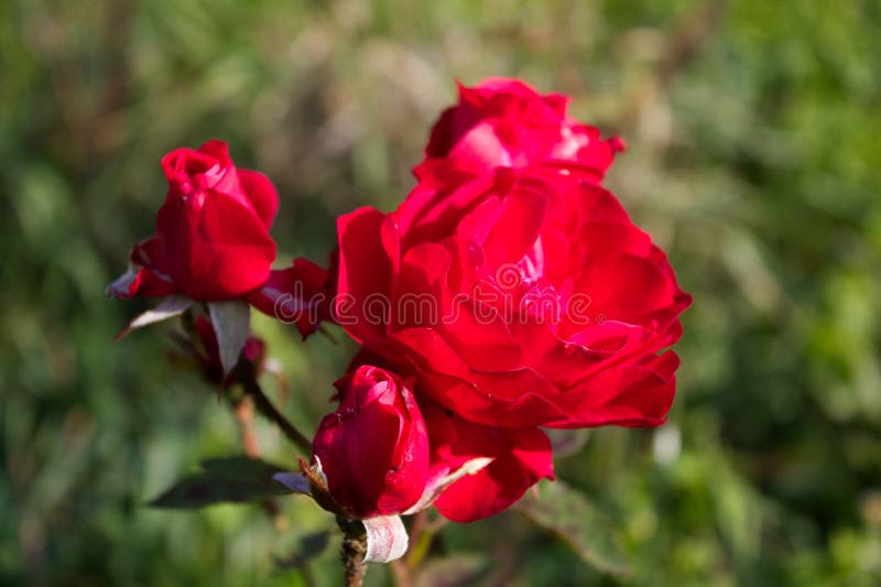 Red rose buds stock photo. Image of greenery, buds, park - 259863542