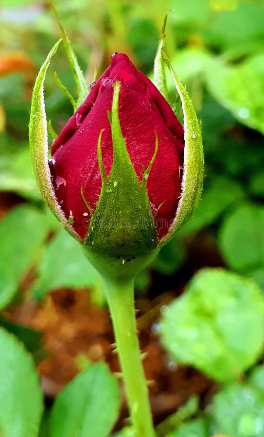 Red Rose Buds in the Garden Stock Image - Image of nature, rose: 198021293