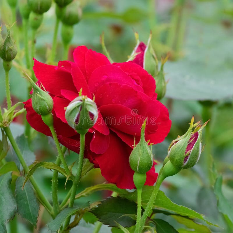 Red Rose with Buds in the Garden Close Up Stock Image - Image of rose ...