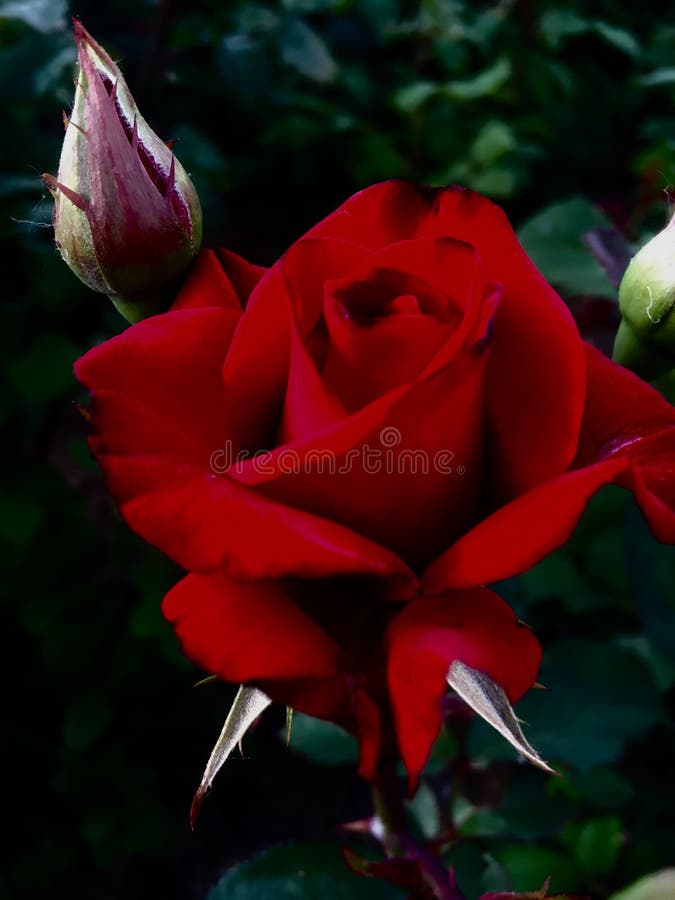 Red rose with buds stock photo. Image of head, petals - 150587022