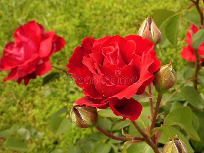 Red Rose with Buds Growing in a Garden Stock Image - Image of flower ...