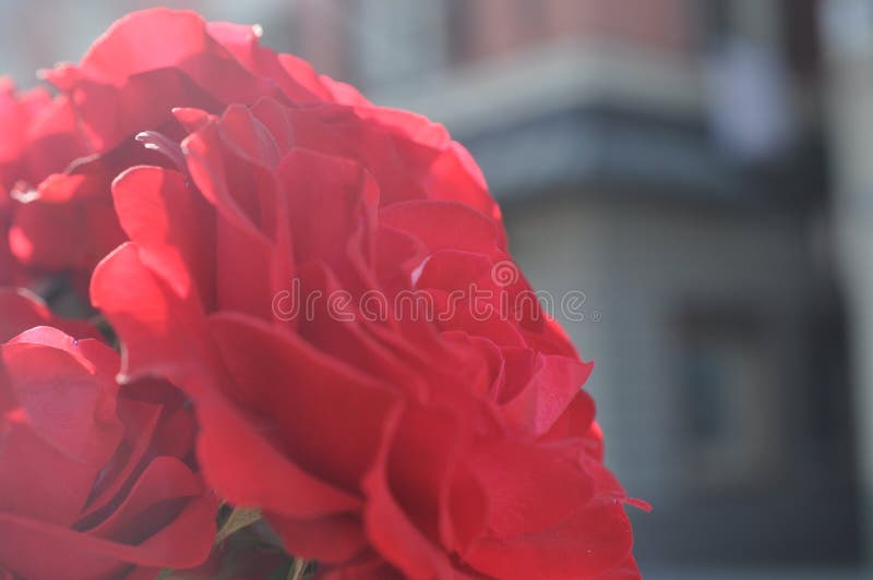 Red Rose and Building and Background Stock Photo - Image of bouquet ...
