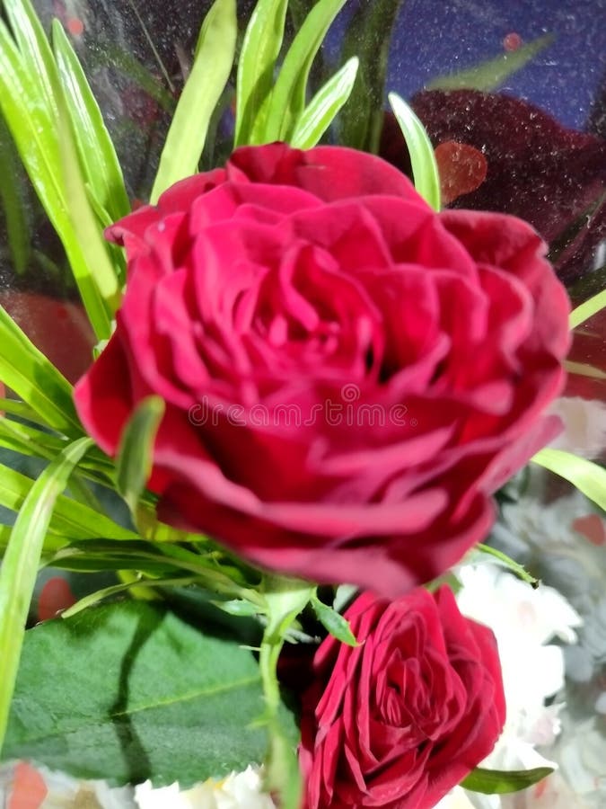 Red rose for buke stock photo. Image of pink, rose, blossom - 270262868