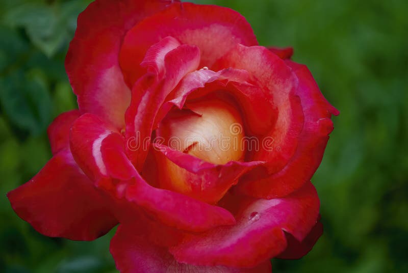 Red rose bulb stock image. Image of natural, flower - 190688393
