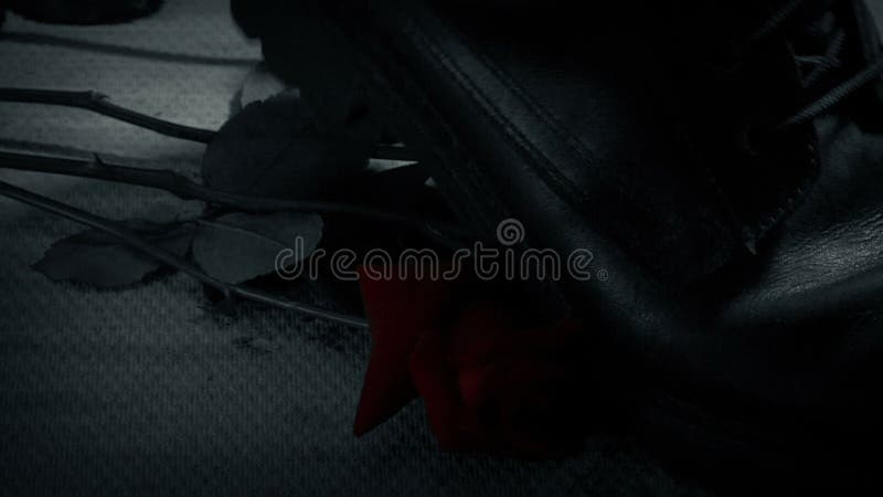 Rose Dropped and Stepped on Black & White Stock Footage - Video of ...