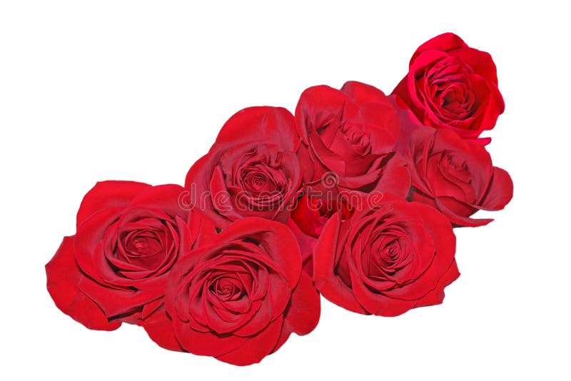 Red Rose Bundle stock image. Image of passion, close - 16671725
