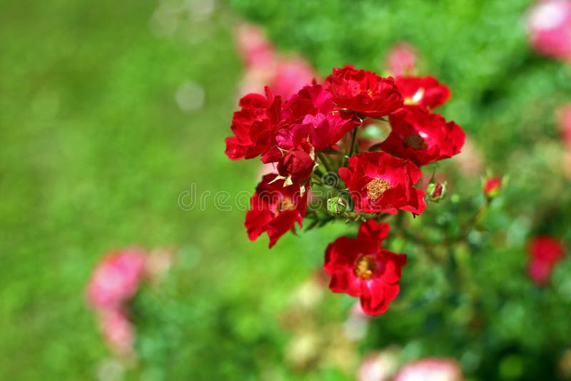 Red Rose bush stock photo. Image of leaf, floral, sunny - 5468496