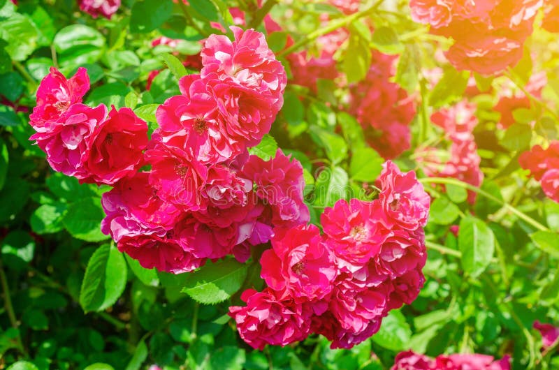 Red Rose Bush Bloom, Many Small Flowers of Red Color Stock Image ...