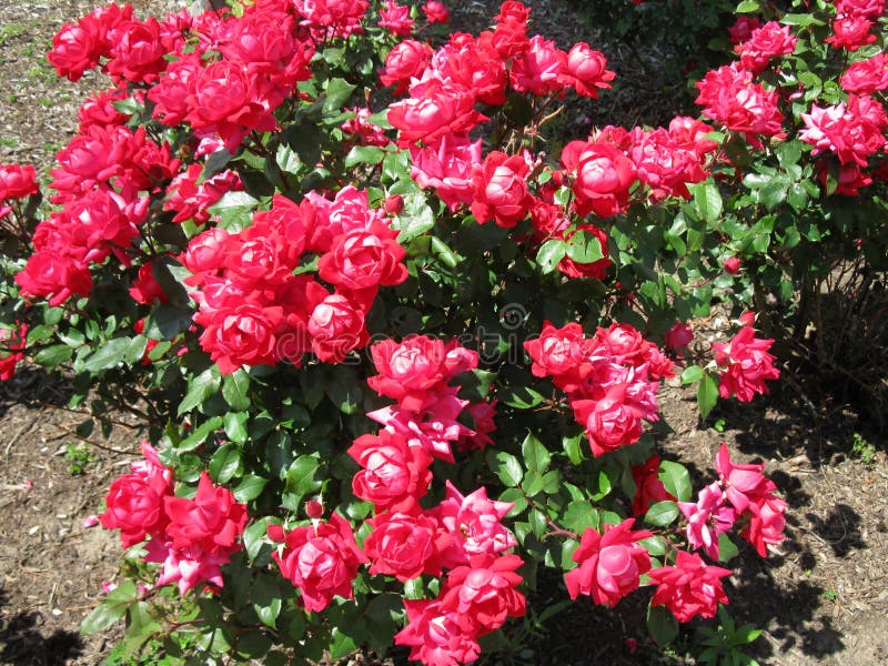 Red rose bush stock image. Image of garden, photograph - 94878561