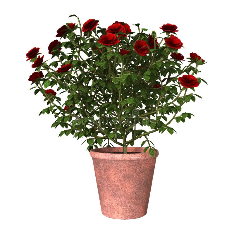 Red Rose Bush stock illustration. Illustration of floral - 67358284