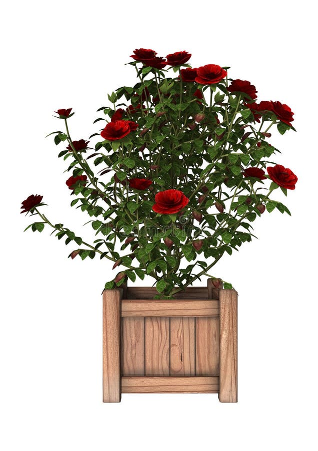 Red Rose Bush stock illustration. Illustration of floral - 67358284