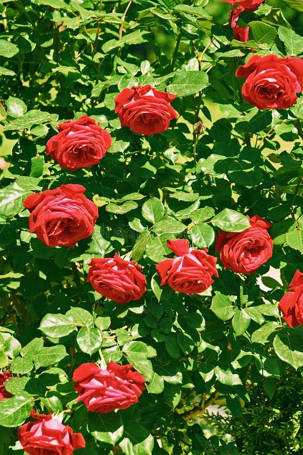 Red Rose Bush stock image. Image of plant, environmental - 67834091