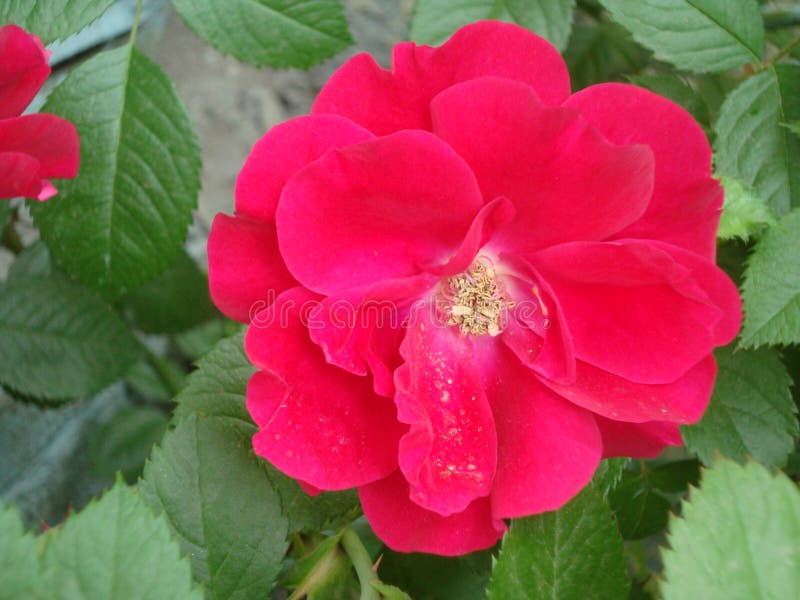 Red rose on a bush stock image. Image of plant, background - 220496069