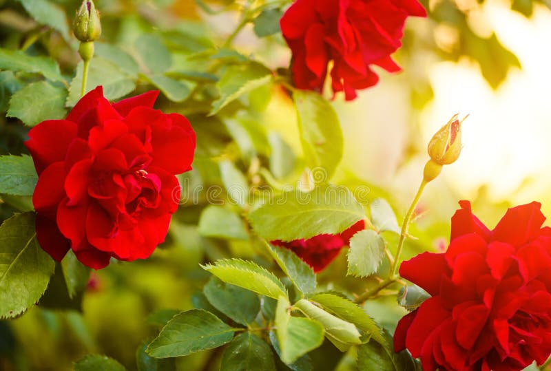 Red rose bush stock photo. Image of season, liquid, details - 55179788