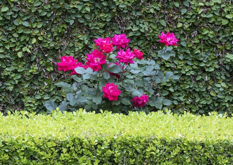 Red Rose Bush with Hedge in Front and Ivy in Background Stock Photo ...
