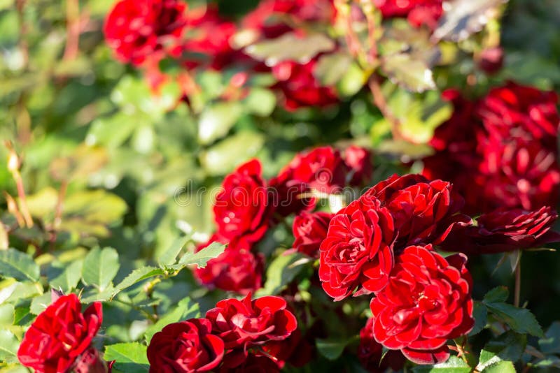 Red rose bush stock photo. Image of flower, petals, nature - 154302220