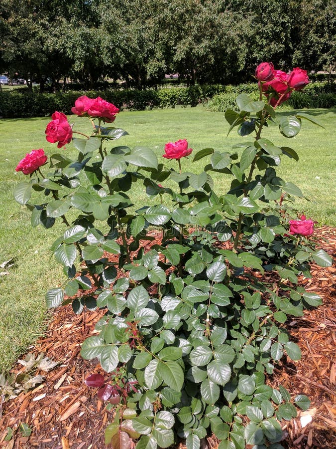 Red Rose Bush stock photo. Image of park, mckennon, rose - 95320408