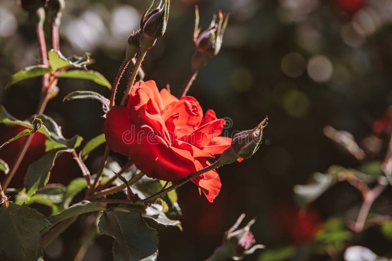 Red Rose on a Bush in a Summer Garden Stock Image - Image of rose ...