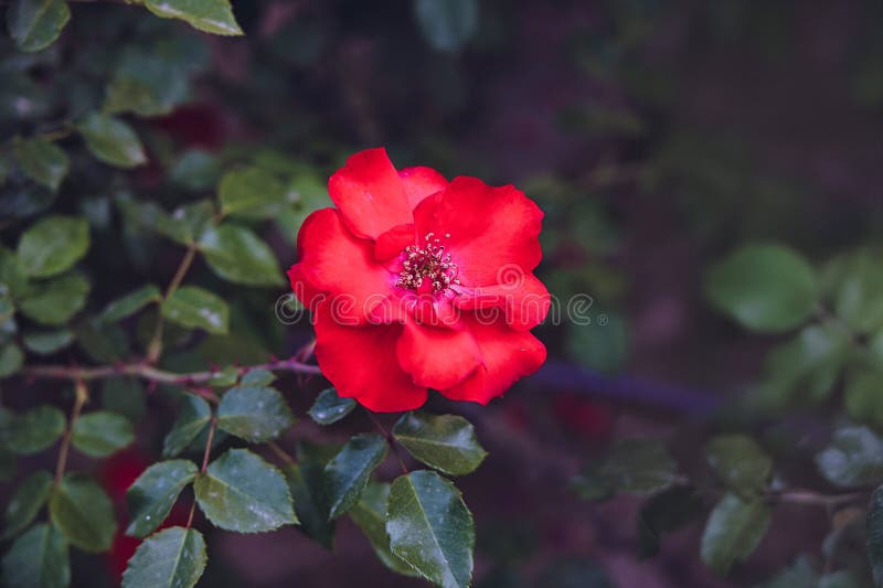 Red Rose on a Bush in a Summer Garden Stock Image - Image of petal ...