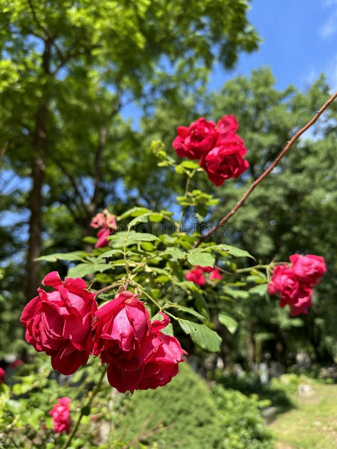 Red rose bush in the woods stock image. Image of tree - 322243043
