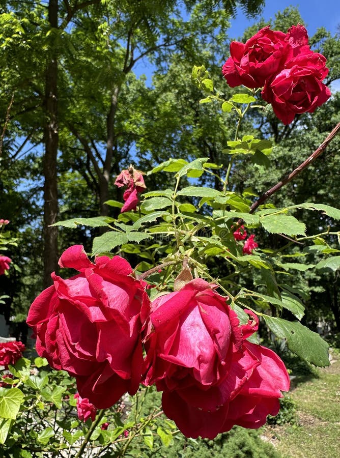 Red rose bush in the woods stock photo. Image of rose - 322243046