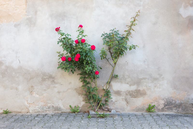 Red rose bushes stock photo. Image of season, beautiful - 100059928