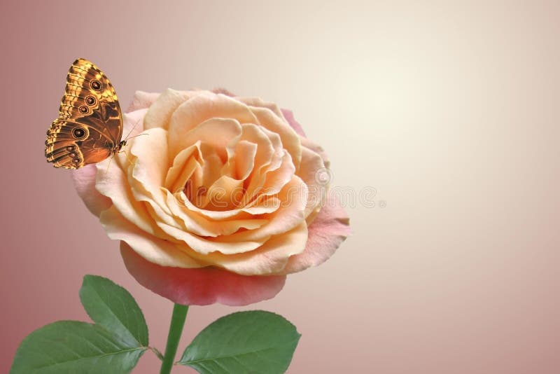 Red rose and butterfly stock photo. Image of springtime - 97044904