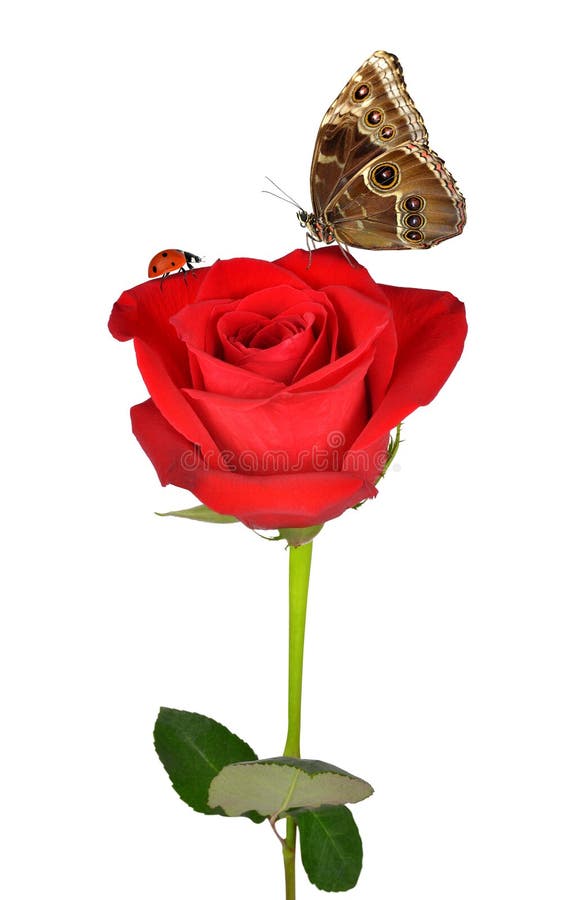 Red Rose with Butterfly and Ladybug Stock Photo - Image of botanical ...