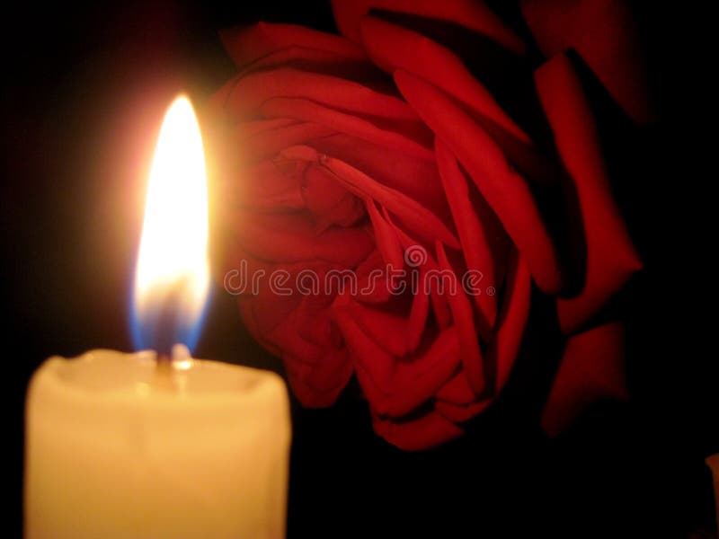 Passion Rose Front Mom Stock Photos - Free & Royalty-Free Stock Photos ...