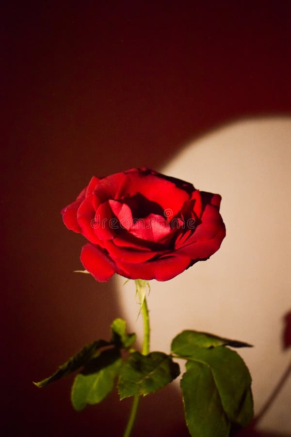 A Beautiful Red Rose with Dramatic Lighting Stock Image - Image of ...