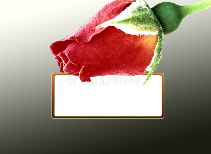 Red rose card stock illustration. Illustration of beautiful - 10678388