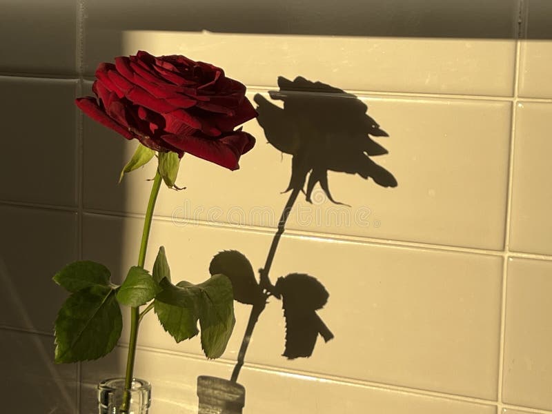 Red Rose Casting a Dramatic Shadow on a Tiled Wall in Warm Sunlight ...