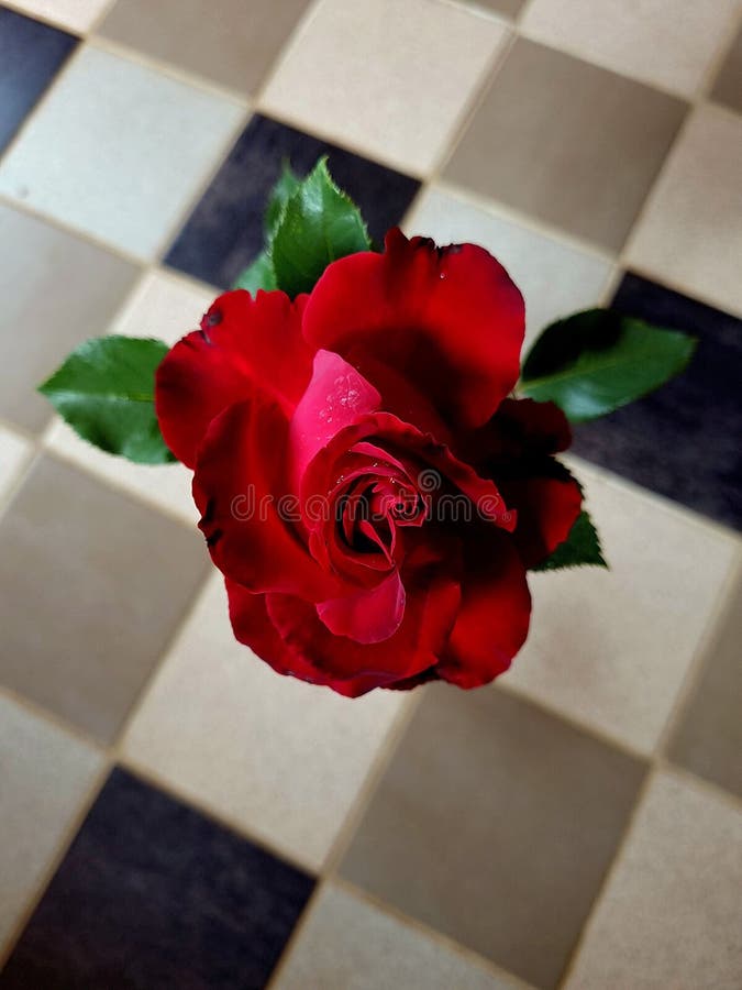 Checkerboard Rose Stock Photos - Free & Royalty-Free Stock Photos from ...