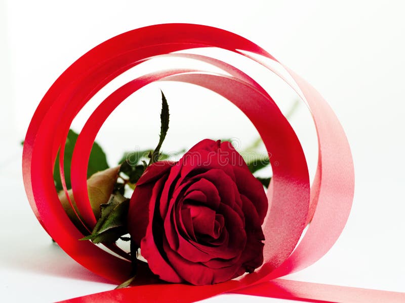 Rose Free Stock Photos & Pictures, Rose Royalty-Free and Public Domain ...