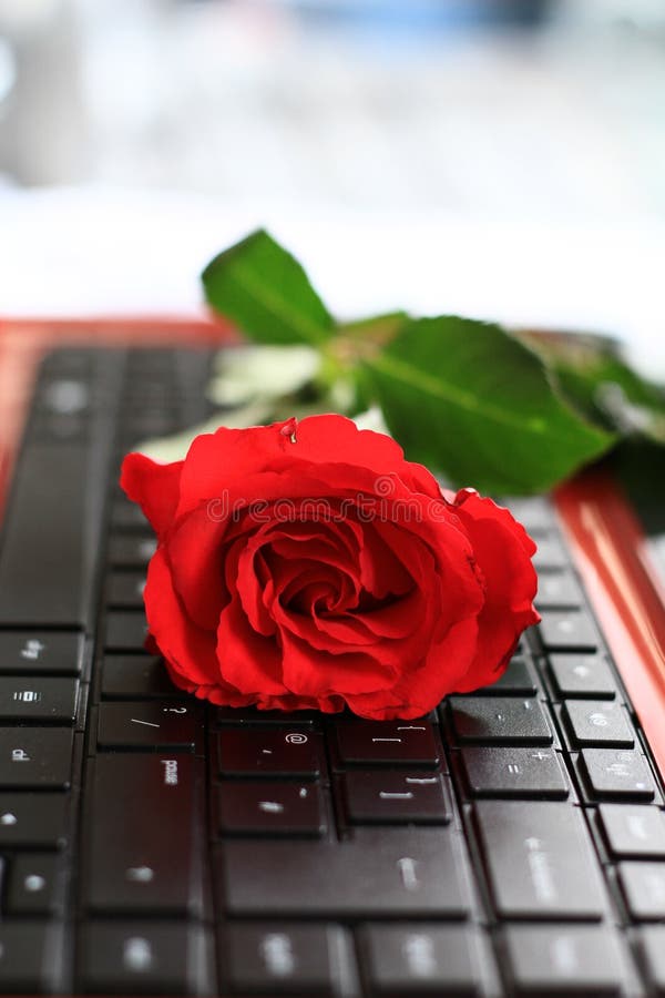 Red rose lying on computer stock photo. Image of email - 2447070