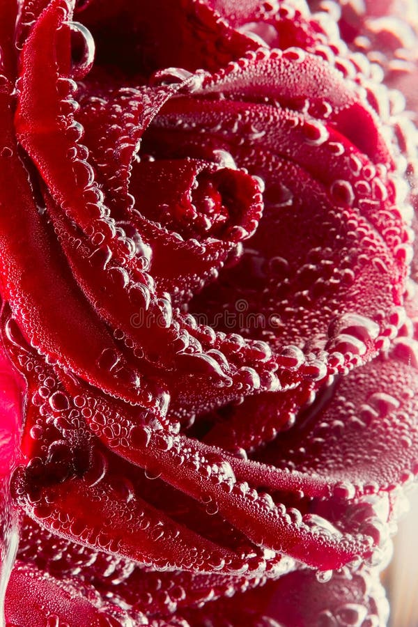 Red rose close up stock photo. Image of rose, romance - 2471142