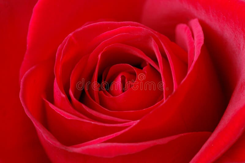 Red rose close-up stock image. Image of roses, blooming - 3166657