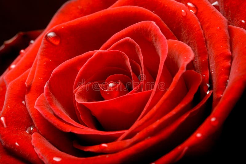 Red rose close up stock photo. Image of leaf, flower, petal - 4600118