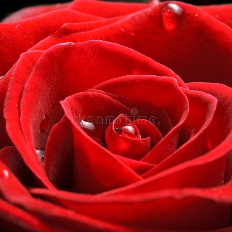 Red rose close up stock image. Image of stem, plant, flower - 8328927